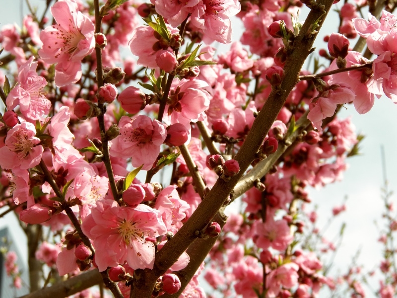 価格.com - コダック EasyShare Z990 まつよはんさん のクチコミ掲示板投稿画像・写真「Z990のオートフォーカス焦点合点に ...