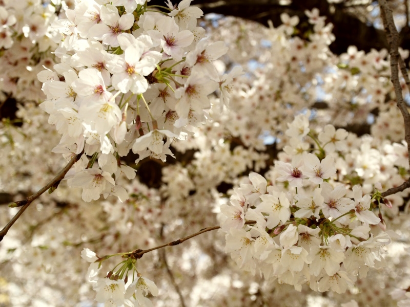 価格.com - 『S-1で撮影した分です。』コダック EasyShare Z990 まつよはんさん のクチコミ掲示板投稿画像・写真「Z990 ...