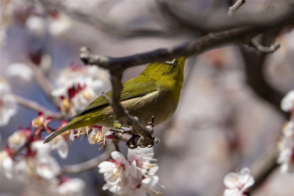 価格.com - SONY α7R V ILCE-7RM5 ボディ 野鳥三昧さん のクチコミ掲示板投稿画像・写真「7RⅤがやって来てから ...