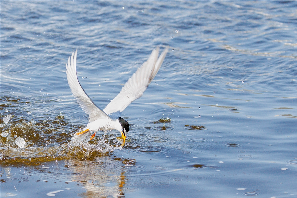 価格.com - CANON EOS R5 ボディ seabassangさん のクチコミ掲示板投稿画像・写真「R1かR5markⅡに搭載して ...