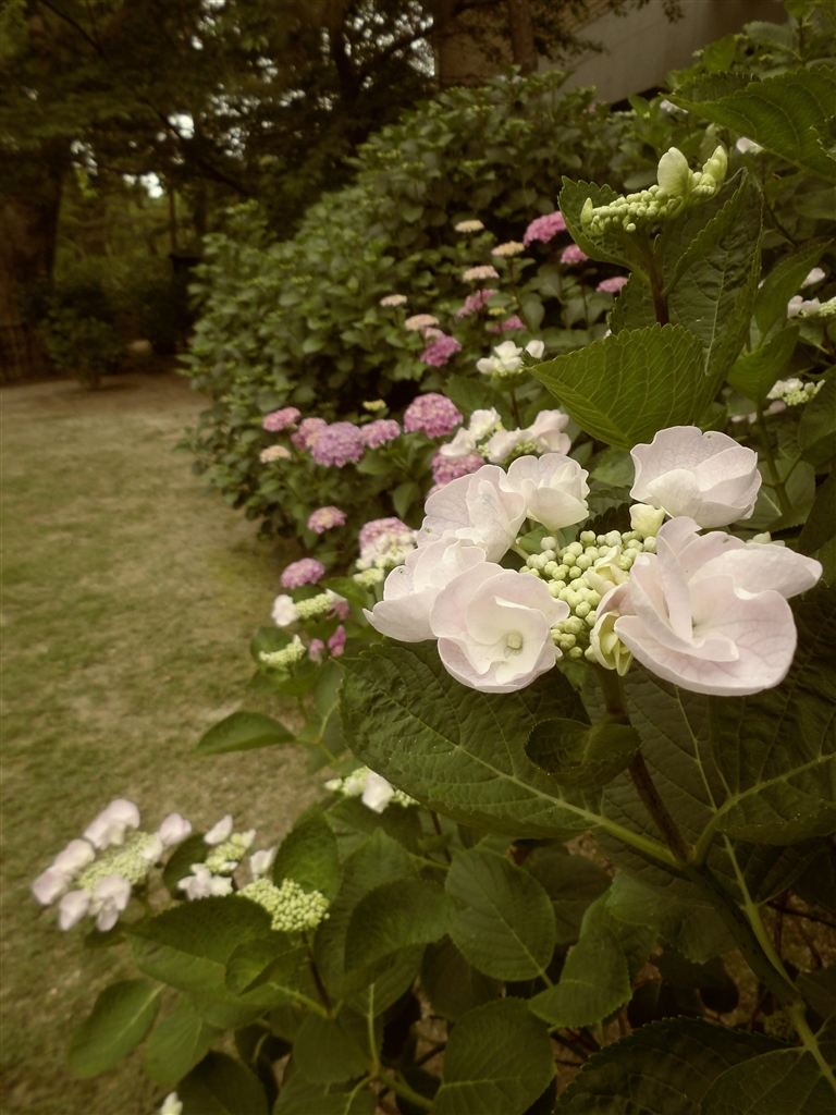 価格.com - コダック EasyShare Z990 歌写さん のクチコミ掲示板投稿画像・写真「フィルム撮影のピンチヒッター」[3818602]