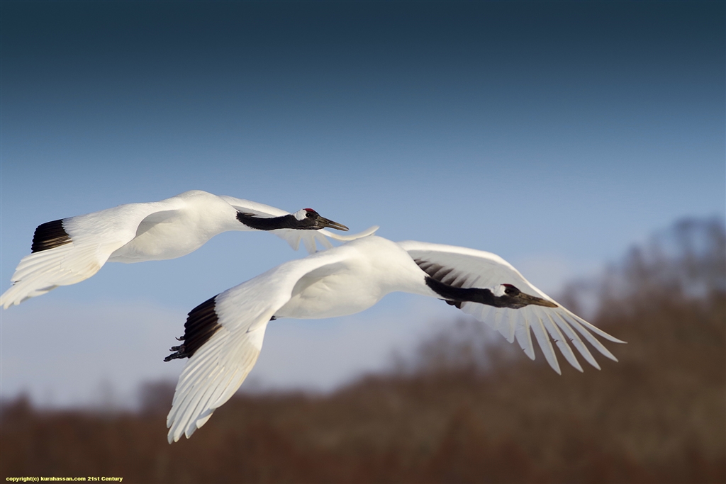 価格.com - 『背景がスッピンなら飛翔中の丹頂に合焦しました。』富士フイルム FUJIFILM X-S10 ダブルズームレンズキット くら ...