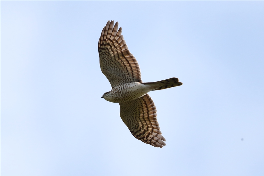 価格.com - 『ハイタカ若鳥』 デジタル一眼カメラ jycmさんのクチコミ掲示板投稿画像・写真「秋の鷹の渡り」[3857412]"