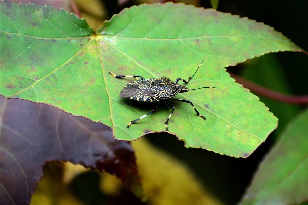 価格.com - 『キマダラカメムシ ゴキブリちゃうよ』 デジタル一眼カメラ ニコン みきちゃんくんさんのクチコミ掲示板投稿画像・写真 ...