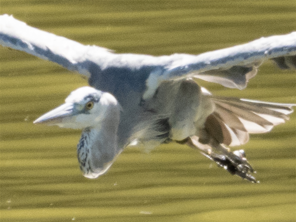 価格.com - 『トリミング』パナソニック LUMIX DC-G9M2 ボディ Seagullsさん のクチコミ掲示板投稿画像・写真 ...