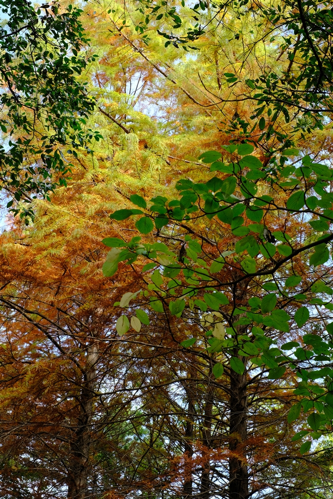 価格.com - 『対比』富士フイルム FUJIFILM X-H2 ボディ m2 mantaさん のクチコミ掲示板投稿画像・写真「作例写真館 ...