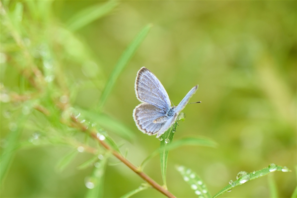 価格.com - SONY FE 70-200mm F4 G OSS SEL70200G LookingForwardToXXXさん の ...