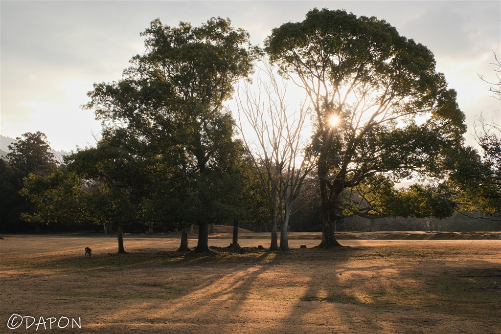 価格.com - 『JPEG：PROVIA』富士フイルム FUJIFILM X-H2 ボディ ダポンさん のクチコミ掲示板投稿画像・写真「作例 ...