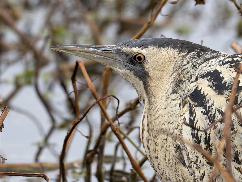 価格.com - 『フルサイズ機で鳥が同サイズになるまでトリミング』CANON RF100-500mm F4.5-7.1 L IS USM ...