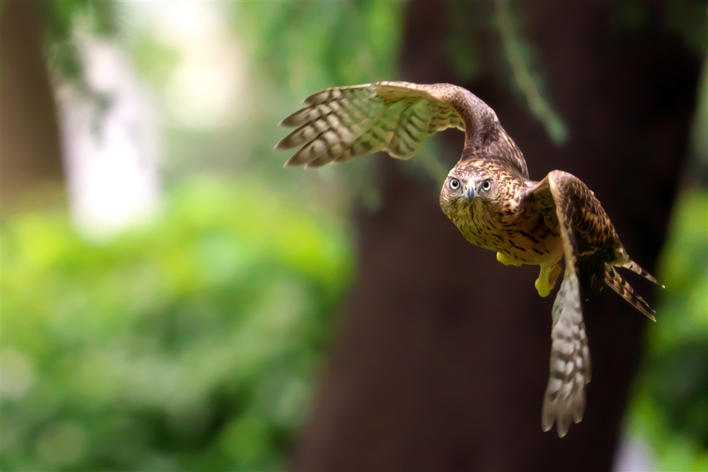 価格.com - 『α9＋200600G』シグマ 500mm F5.6 DG DN OS [ソニーE用] 野鳥三昧さん のクチコミ掲示板投稿 ...