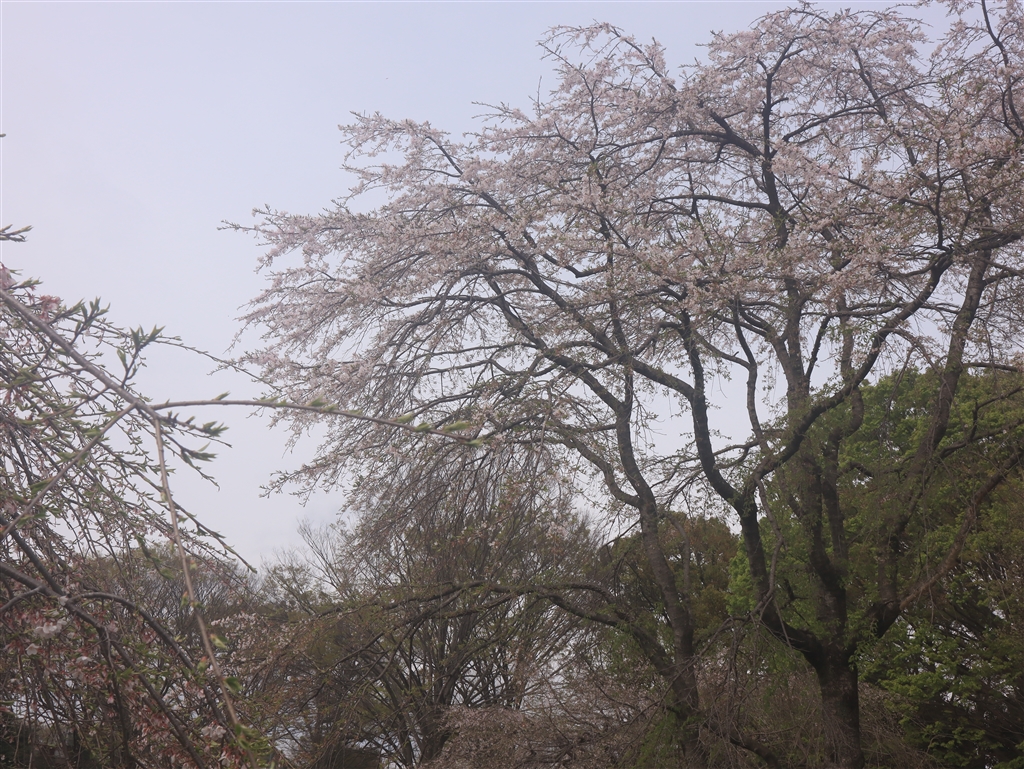 価格.com - ニコン Z fc 28mm f/2.8 Special Edition キット ts_shimaneさん のクチコミ掲示板 ...