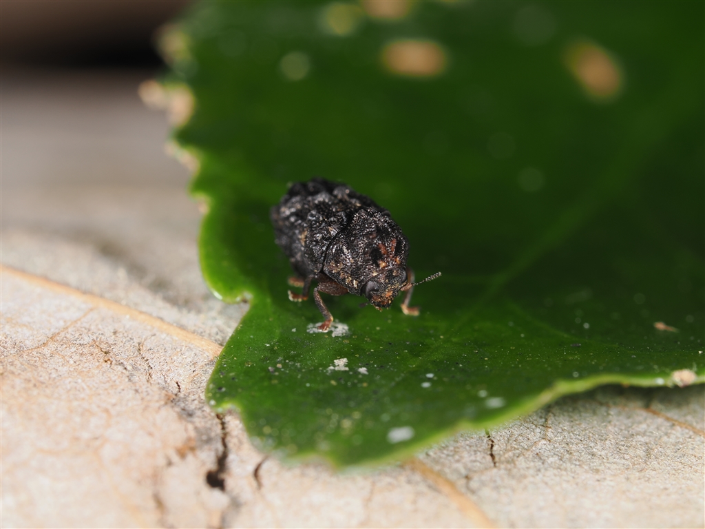 価格.com - 『体長3mm程度です』オリンパス M.ZUIKO DIGITAL ED 60mm F2.8 Macro soltmanさん ...