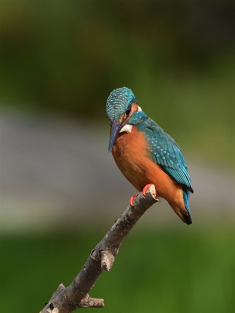 価格.com - 『同左） カワセミ－2 飛び込まなきゃ魚は捕れないよ、』ニコン COOLPIX P1000 MasaKaseifuさん の ...