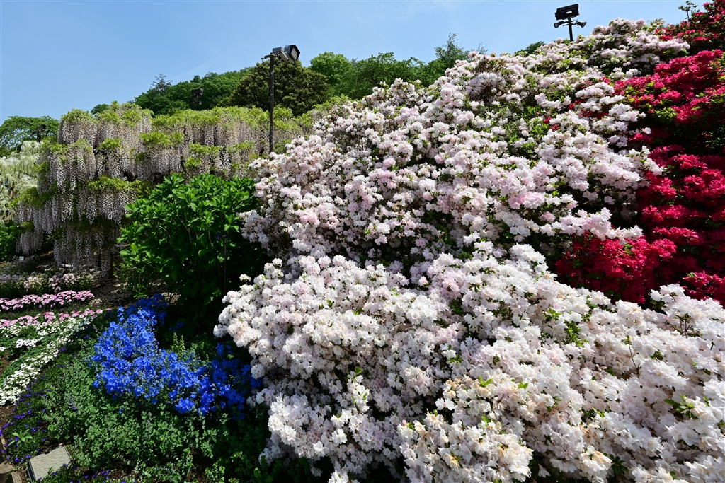 価格.com - 『ついでに足利フラワーパークに寄ってます』富士フイルム FUJIFILM X100F shuu2さん のクチコミ掲示板投稿 ...