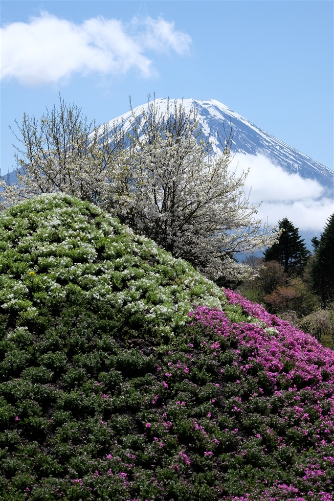 価格.com - 『W-Fuji』富士フイルム FUJIFILM X-H2 ボディ m2 mantaさん のクチコミ掲示板投稿画像・写真「作例 ...