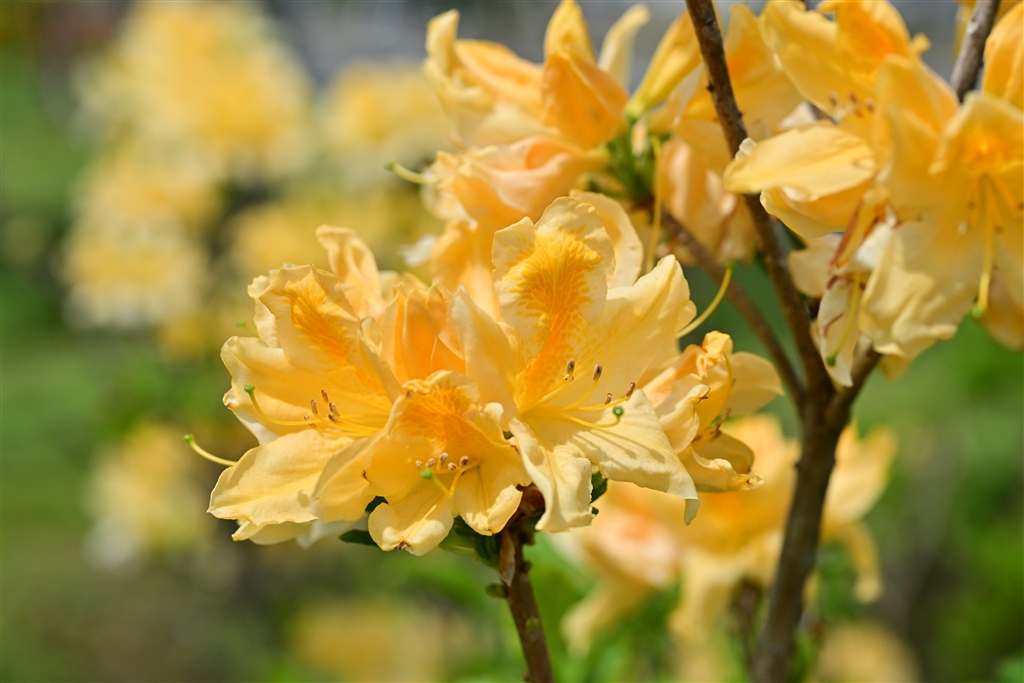 価格.com - 『遊歩道のツツジ』ニコン Z 8 ボディ カメラlife復帰さん のクチコミ掲示板投稿画像・写真「Z8を使って撮影した写真 ...