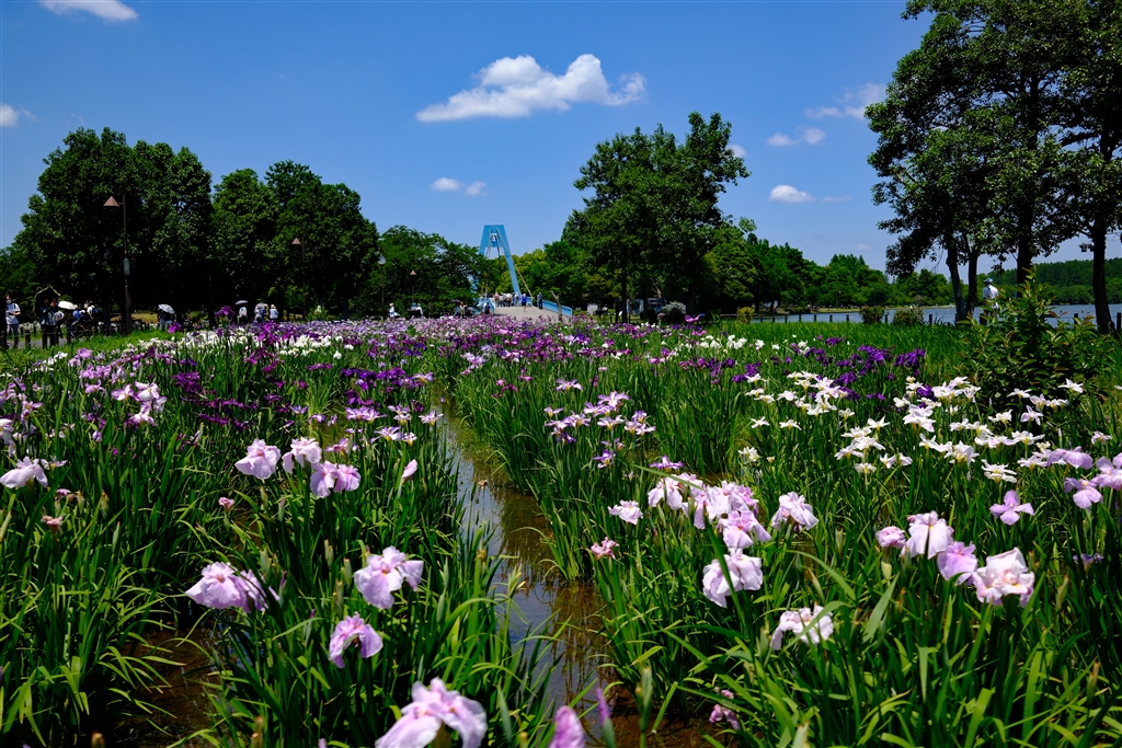 価格.com - 『水元公園の花菖蒲祭り』富士フイルム FUJIFILM X100VI shuu2さん のクチコミ掲示板投稿画像・写真 ...