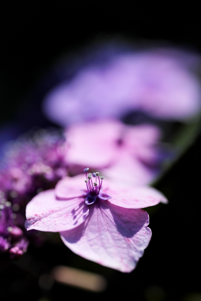 価格.com - パナソニック LUMIX S 100mm F2.8 MACRO S-E100 sharaさん のクチコミ掲示板投稿画像・写真 ...