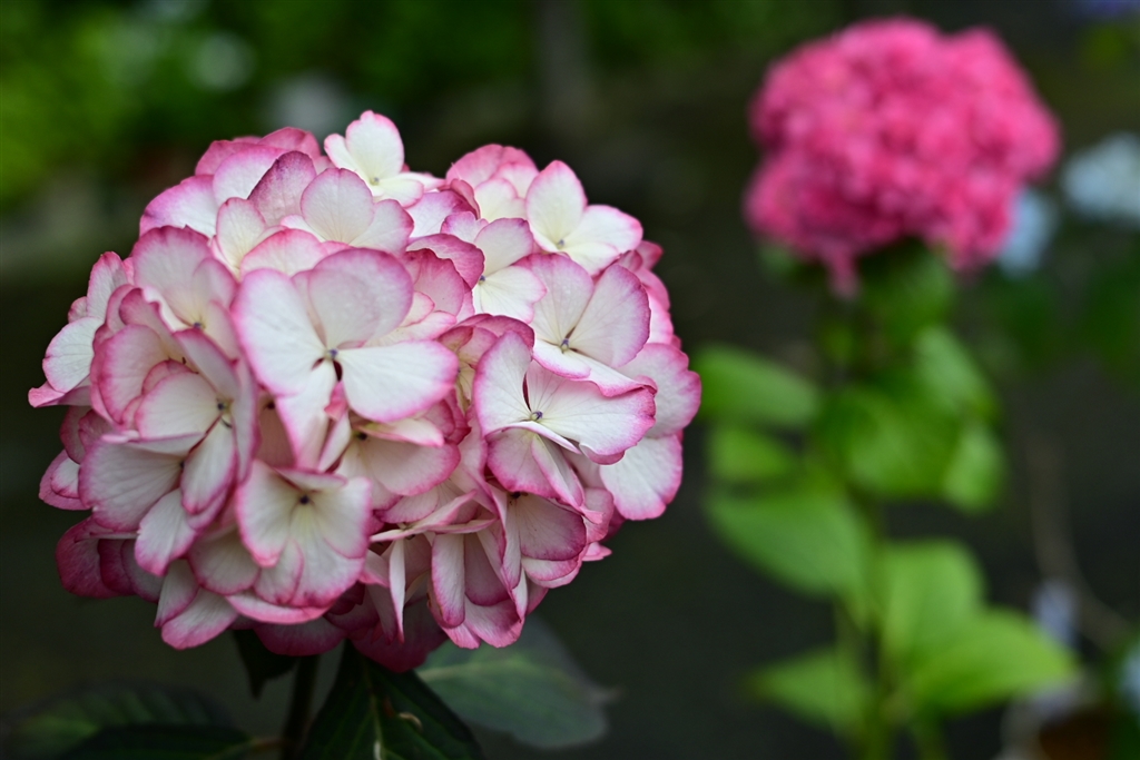 価格.com - ニコン Z fc ボディ さくらはさいたかさん のクチコミ掲示板投稿画像・写真「ニコンの色を楽しみませんか」[3937392]