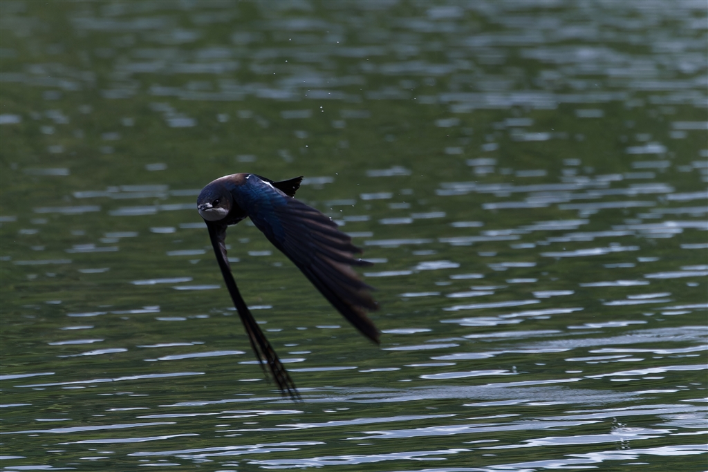 価格.com - CANON EOS R8 ボディ 人形さん のクチコミ掲示板投稿画像・写真「ファームウエア Version 1.3.0 が ...