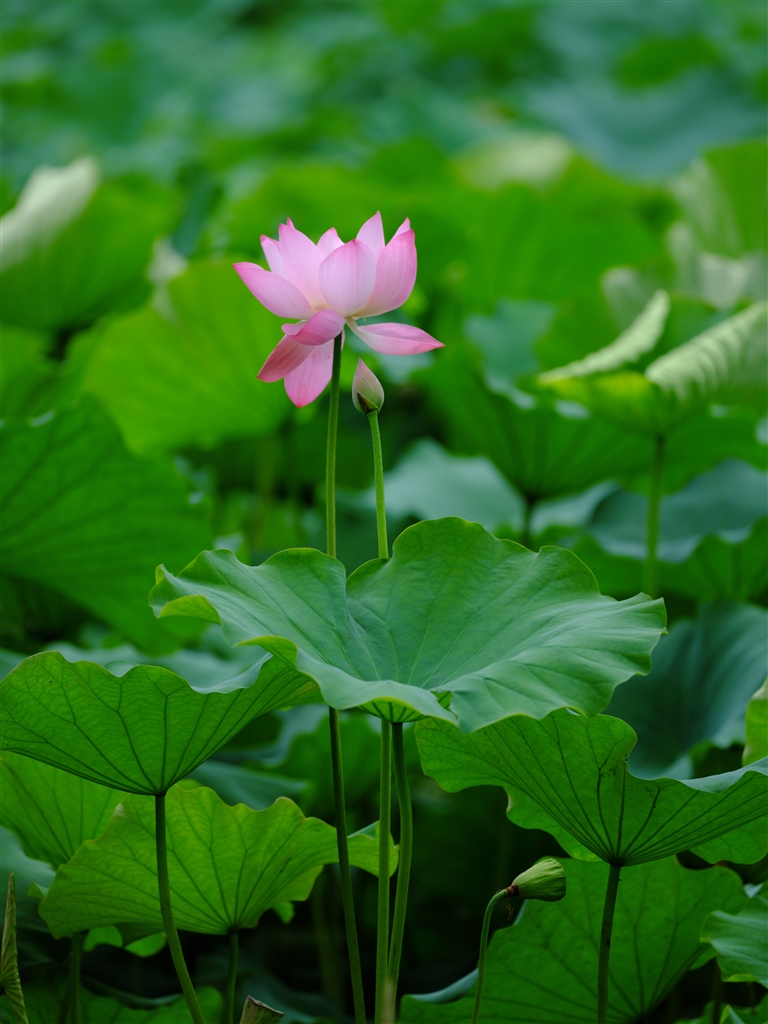 価格.com - 富士フイルム フジノンレンズ GF500mmF5.6 R LM OIS WR chaoichaoさん のクチコミ掲示板投稿 ...