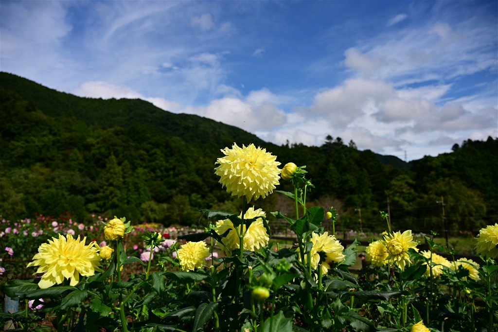 価格.com - ニコン NIKKOR Z 24-120mm f/4 S shuu2さん のクチコミ掲示板投稿画像・写真「普段使いとして手に ...