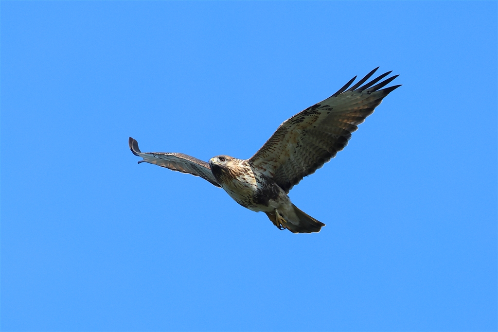 価格.com - デジタル一眼カメラ jycmさんのクチコミ掲示板投稿画像・写真「秋の鷹の渡り2024」[3977356]"