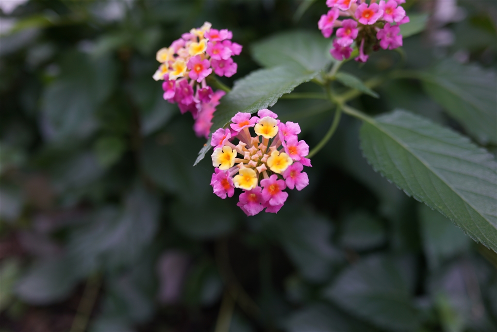 価格.com - 『とりあえず21mmで』SAMYANG Remaster Slim 21mm F3.5 / 28mm F3.5 / 32mm ...