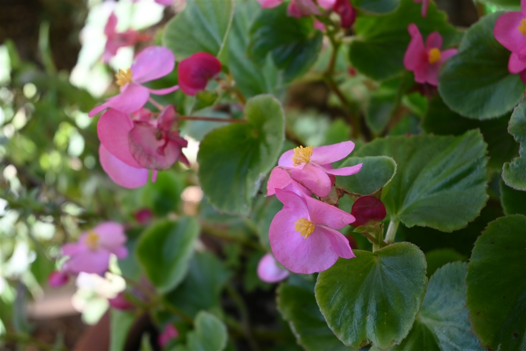 価格.com - ニコン NIKKOR Z DX 16-50mm f/3.5-6.3 VR The chef cooks herさん の ...