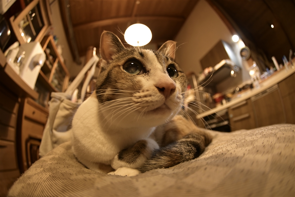 価格.com - ニコン NIKKOR Z DX 16-50mm f/3.5-6.3 VR The chef cooks herさん の ...