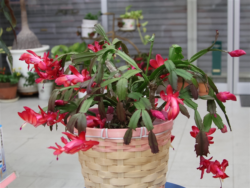 価格.com - 『タムロン18-400mm F/3.5-6.3 Di II VC HLDF/3.5』CANON RF50mm F1.8 ...