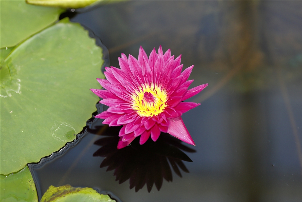 価格.com - 『20250110神代植物公園034』ベルボン ウルトラスティック スーパー8 YAZAWA_CAROLさん のクチコミ ...