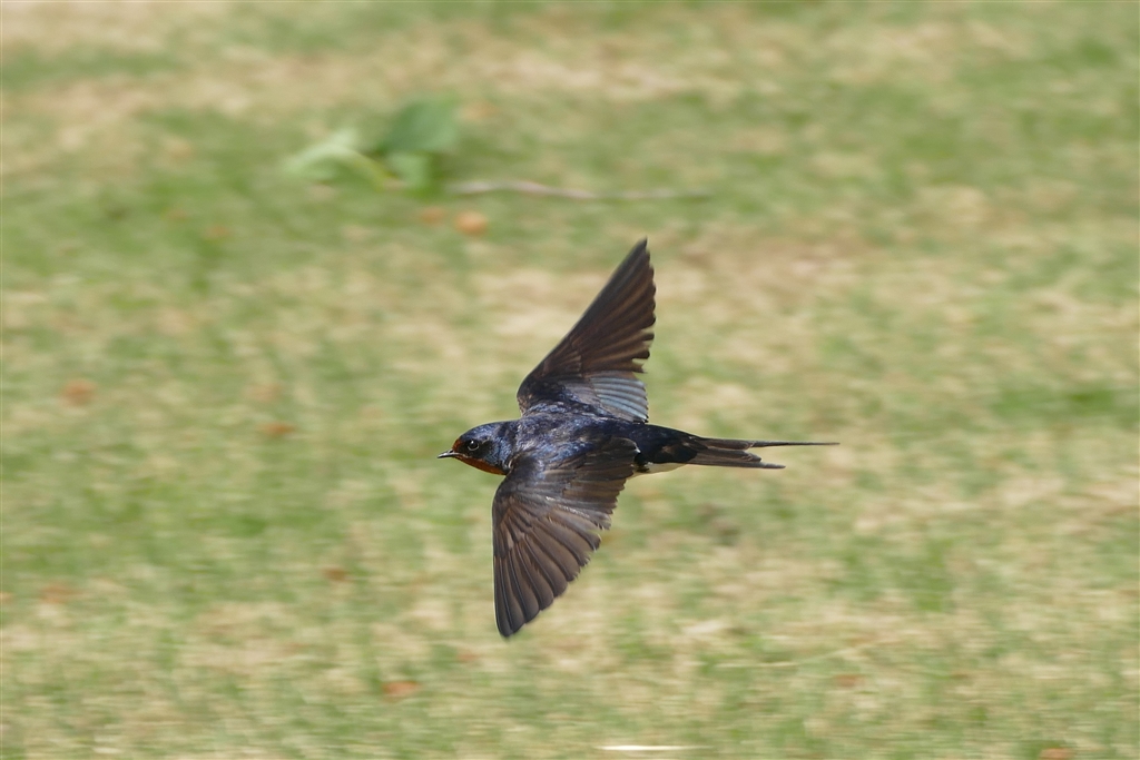 価格.com - 『35mm換算iAズーム800mmで撮影』ニコン Z50II ボディ isiuraさん のクチコミ掲示板投稿画像・写真 ...