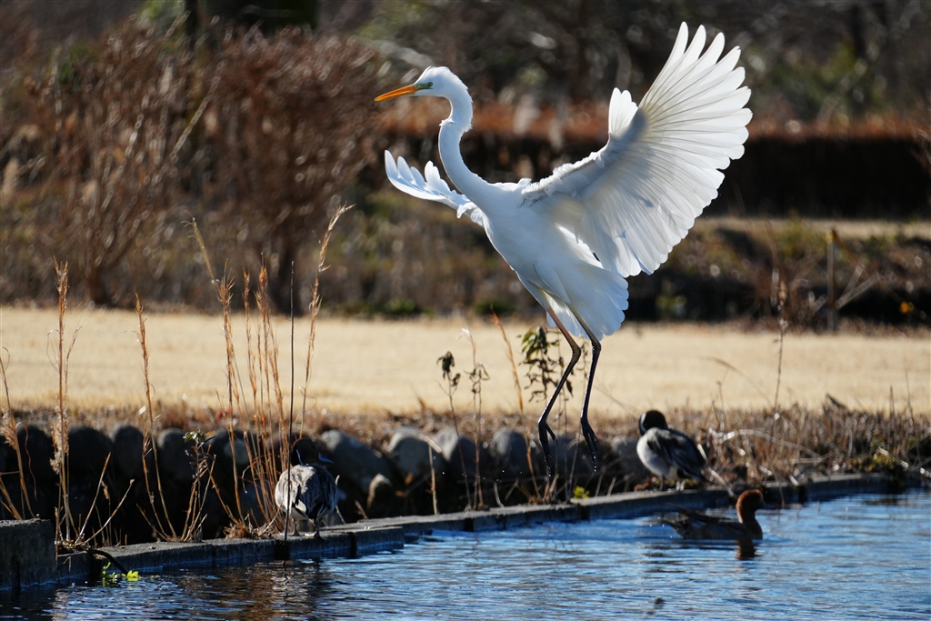 価格.com - 『α6700＋E 70-350mmF4.5-6.3 G』SONY E 70-350mm F4.5-6.3 G OSS SEL70350G 最近はA03さん のクチコミ掲示板 ...