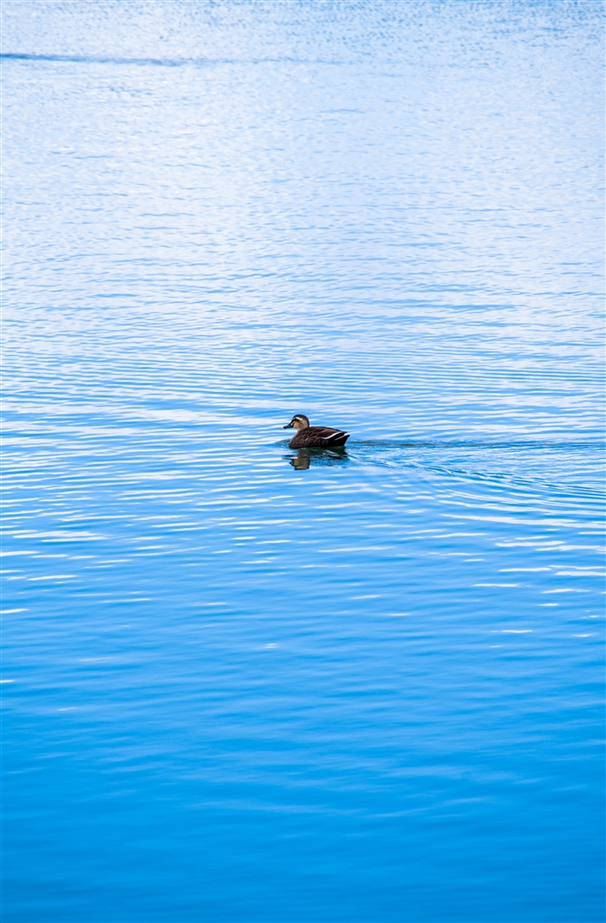 価格.com - 『カモさん。』ペンタックス PENTAX K-3 Mark III ボディ 武田のおじさんさん のクチコミ掲示板投稿画像 ...