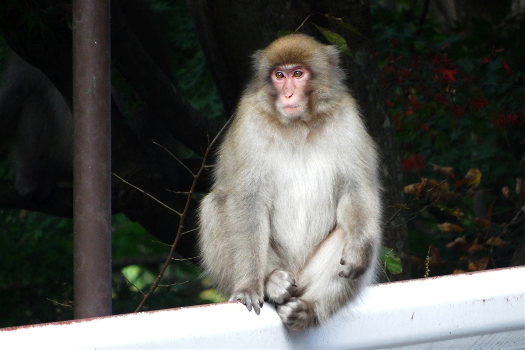 価格.com - 『10年前のコンデジ』SONY α6700 ILCE-6700 ボディ [ブラック] 最近はA03さん のクチコミ掲示板投稿 ...