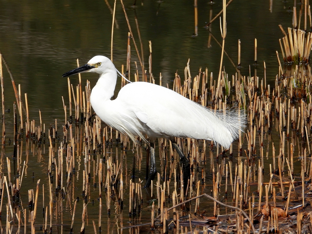 価格.com - 『コサギ』ニコン COOLPIX P1000 作じじいさん のクチコミ掲示板投稿画像・写真「COOLPIXで貼り逃げ ...