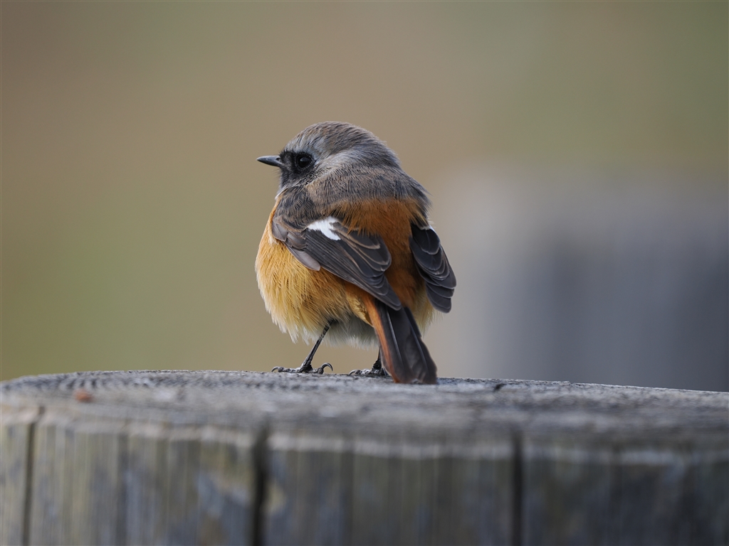 価格.com - OMデジタルソリューションズ OM SYSTEM M.ZUIKO DIGITAL ED 150-400mm F4.5 TC1 ...