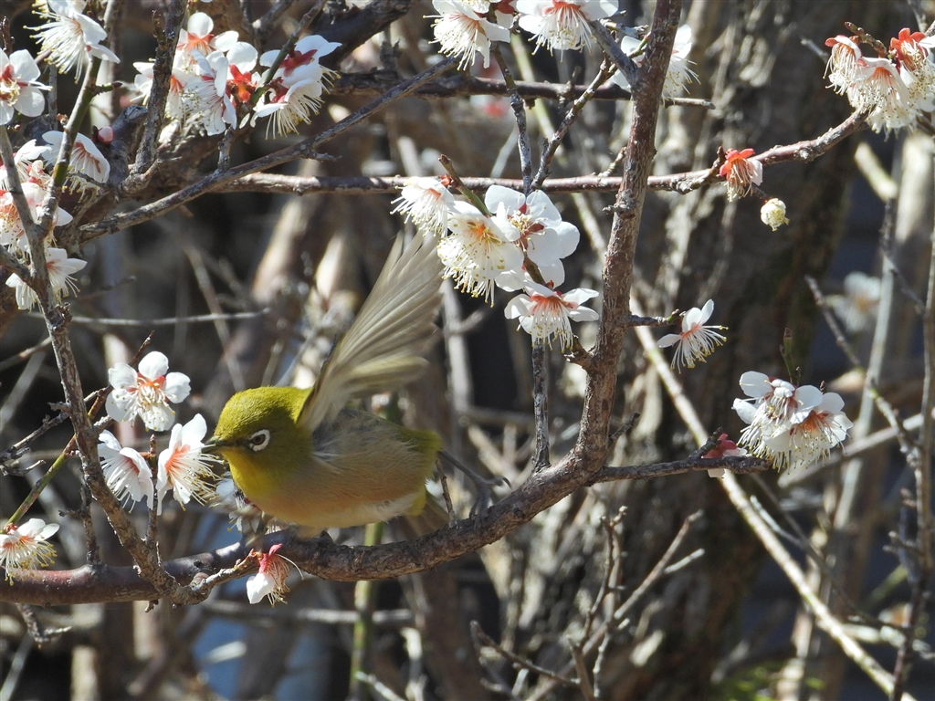 価格.com - 『ウメジロ④』ニコン COOLPIX P1000 新シロチョウザメが好きさん のクチコミ掲示板投稿画像・写真「COOLPIX ...