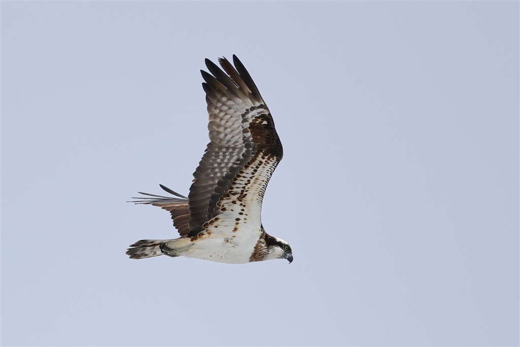 価格.com - 『曇天の強風下での大サービス』CANON EOS R8 ボディ enjyu-kさん のクチコミ掲示板投稿画像・写真「購入から ...