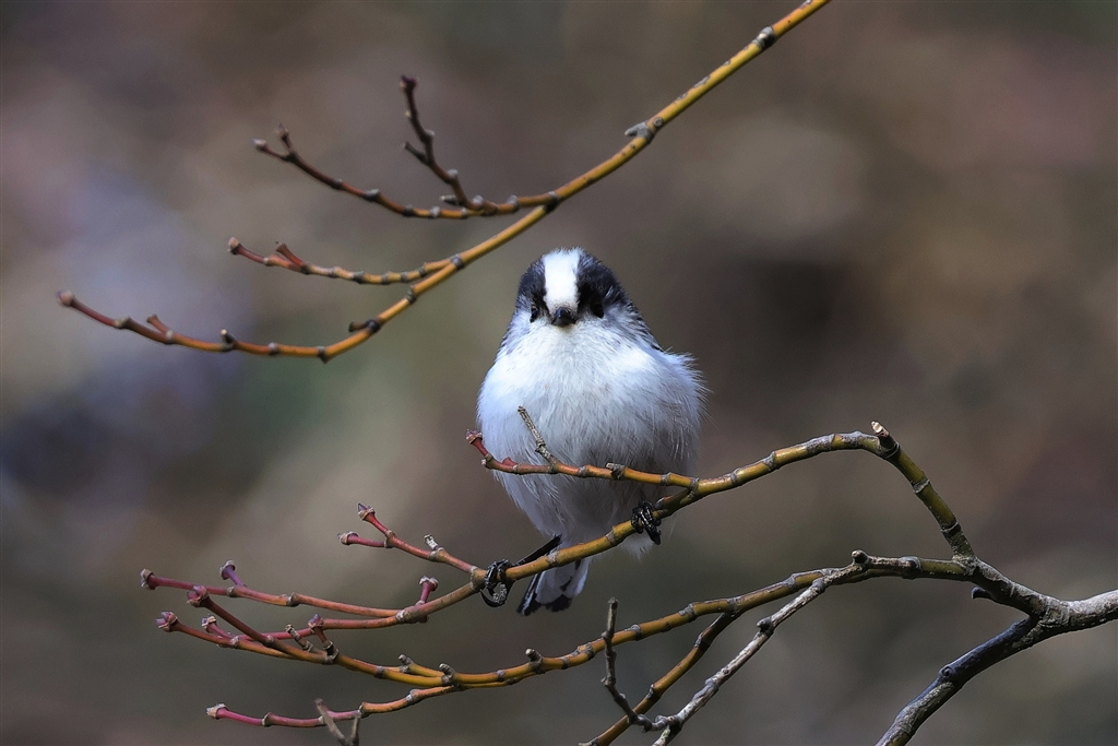 価格.com - 『R10でエナガ』CANON EOS R8 ボディ enjyu-kさん のクチコミ掲示板投稿画像・写真「購入から1年経ちまし ...