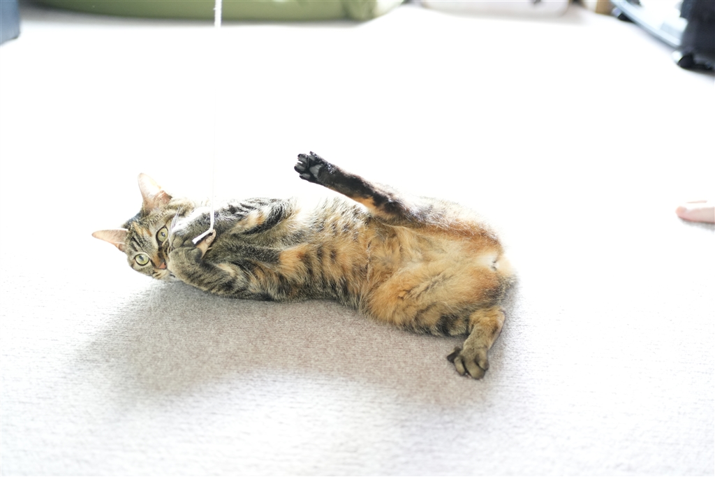 価格.com - 『とどめ』SONY α7C II ILCE-7CM2 ボディ わことさん のクチコミ掲示板投稿画像・写真「背中を押して ...