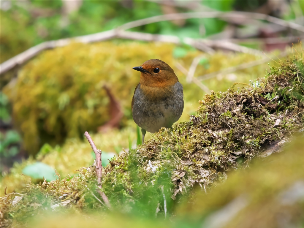 価格.com - OMデジタルソリューションズ OM SYSTEM OM-1 Mark II ボディ 岩魚くんさん のクチコミ掲示板投稿画像 ...