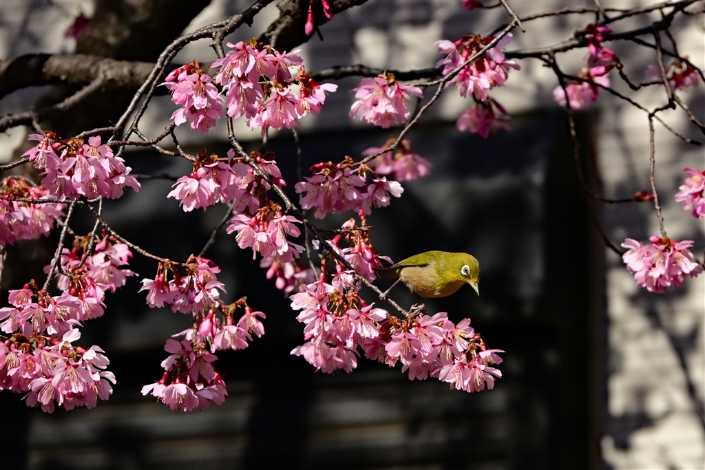 価格.com - 『鳥は小さいので望遠が必要ですが』ニコン Z f ボディ shuu2さん のクチコミ掲示板投稿画像・写真「ZFは鳥が苦手 ...