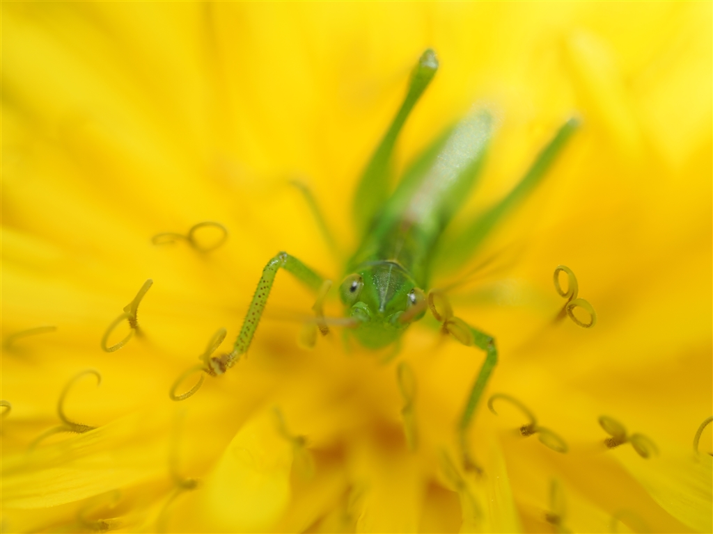 価格.com - 『タンポポの花粉を食べるヤブキリ』OMデジタルソリューションズ M.ZUIKO DIGITAL ED 90mm F3.5 ...