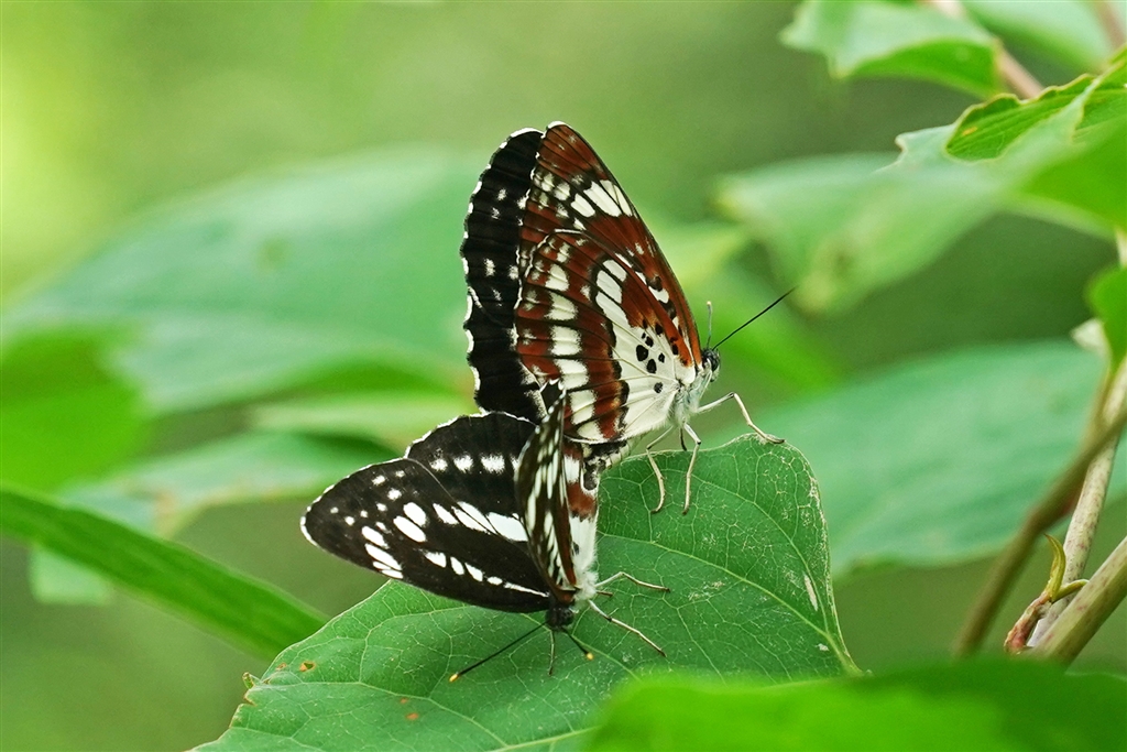 価格.com - 『a9』 デジタルカメラ SONY ちゃーずる良さんのクチコミ掲示板投稿画像・写真「SONY機で綴る季節の風景（9月 ...