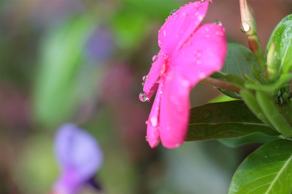 CANON EF-S18-200mm F3.5-5.6 ISと迷っています』 CANON EF-S18 CANON EF-S18-200mm F3.5-5.6 ISと迷っています』 CANON EF-S18