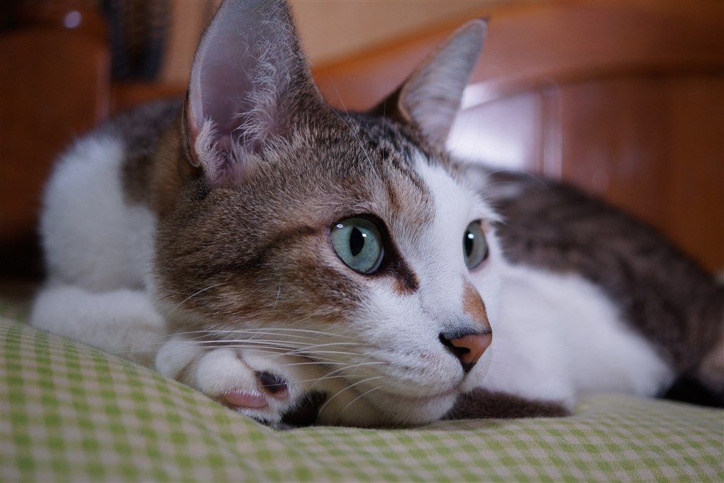 1レフの初心者です』 CANON EOS 8000D ダブルズームキット の 1レフの初心者です』 CANON EOS 8000D ダブルズームキット の