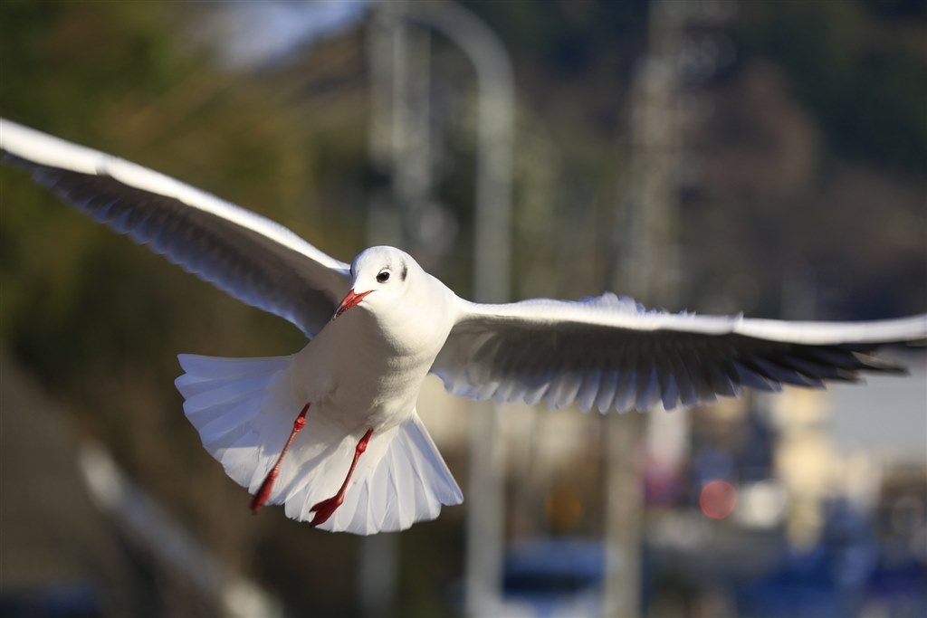 動態AF について』 CANON EOS 70D ボディ のクチコミ掲示板 動態AF について』 CANON EOS 70D ボディ のクチコミ掲示板