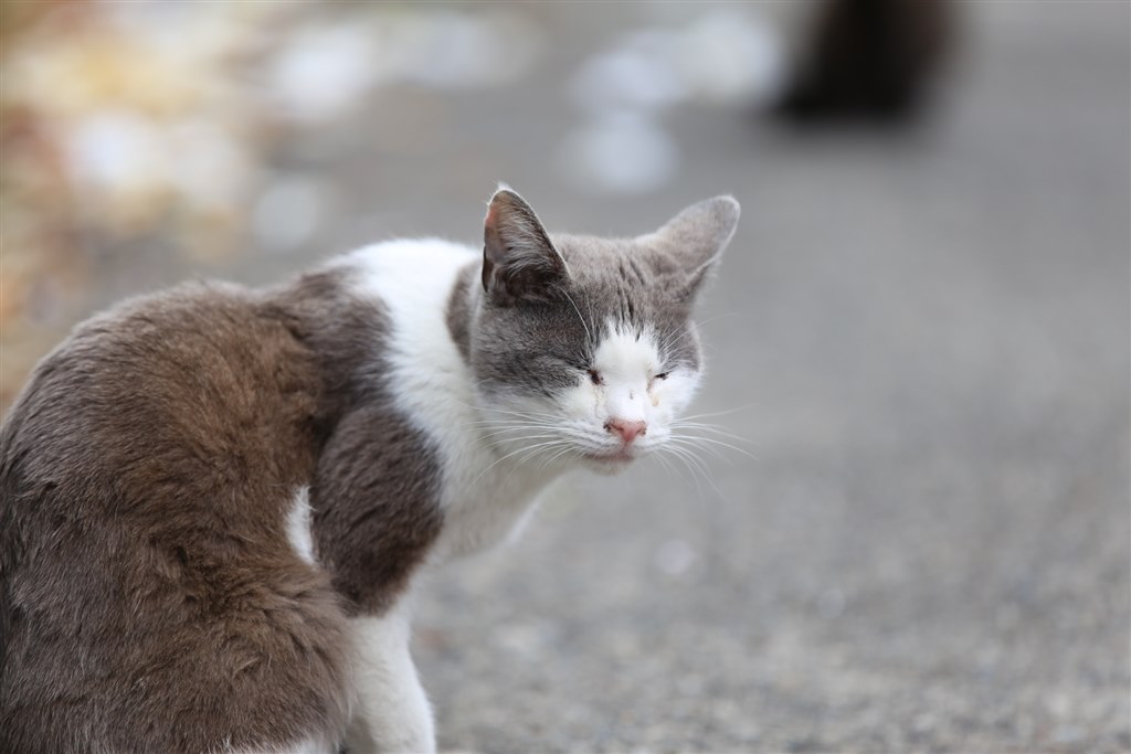6D単体とEF50mm f1.8STMの組み合わせについて。』 CANON EOS 6D 6D単体とEF50mm f1.8STMの組み合わせについて。』 CANON EOS 6D